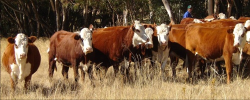 Livestock – Heelbo Boerdery